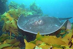 Short tail stingray - Alchetron, The Free Social Encyclopedia